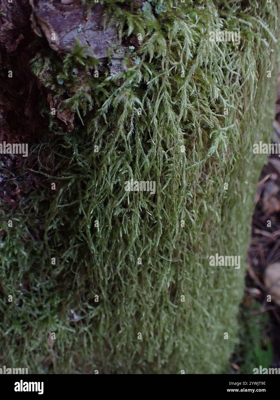 Cat's Tail Moss (Pseudisothecium stoloniferum Stock Photo - Alamy