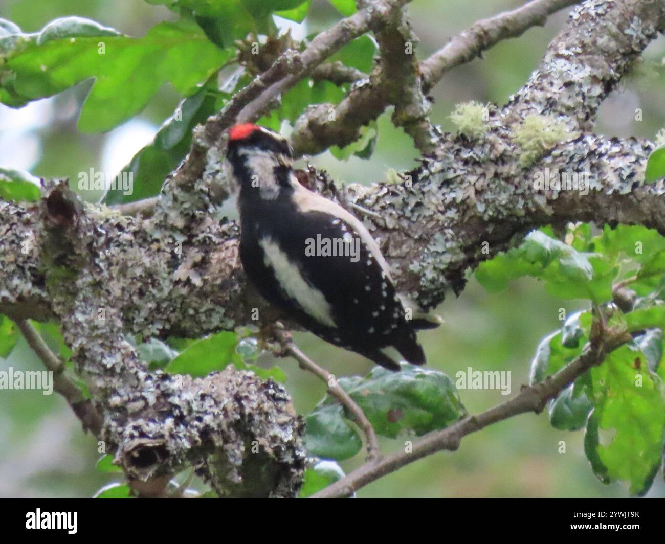 Dryobates Woodpeckers (Dryobates Stock Photo - Alamy