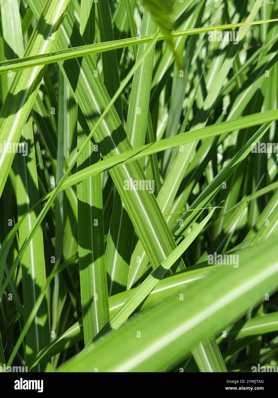 Chinese silver grass (Miscanthus sinensis Stock Photo - Alamy