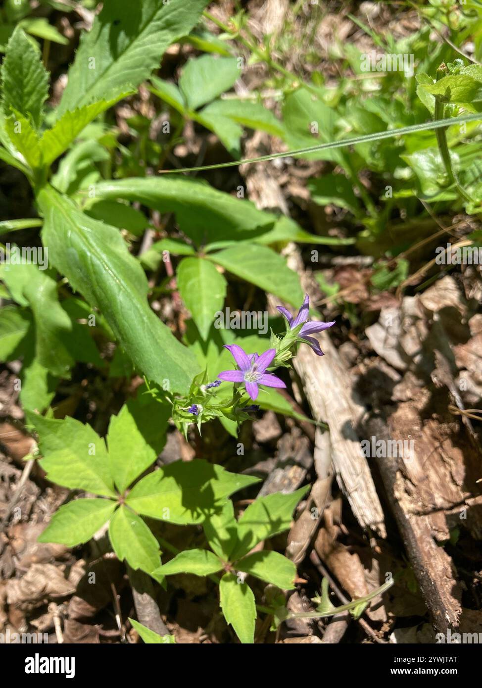 clasping Venus's looking glass (Triodanis perfoliata Stock Photo - Alamy