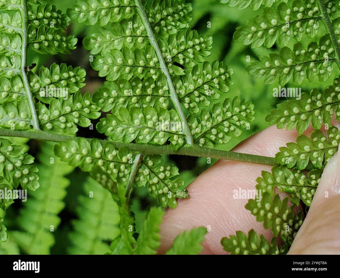 intermediate wood fern (Dryopteris intermedia Stock Photo - Alamy