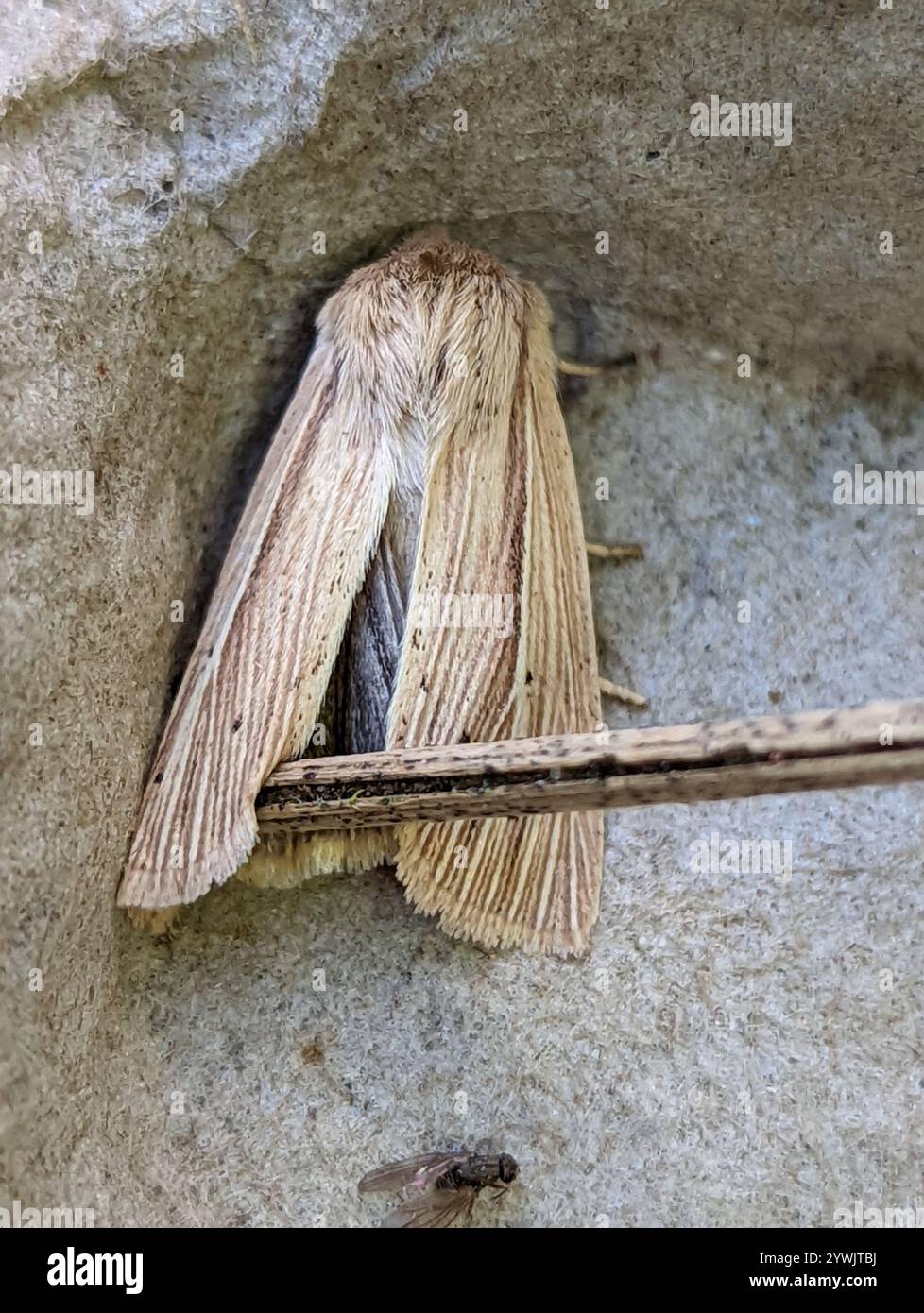 Smoky wainscot hi-res stock photography and images - Alamy