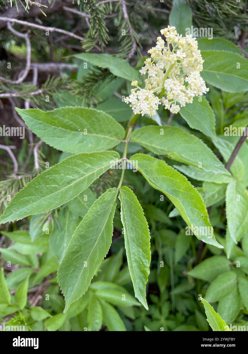 red-berried elder (Sambucus racemosa Stock Photo - Alamy