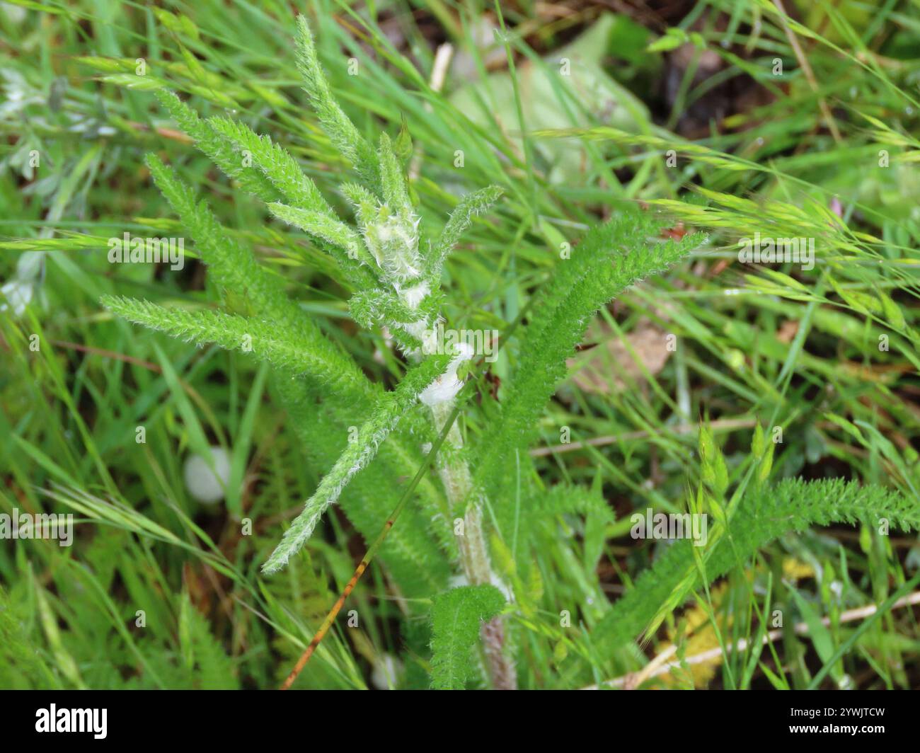common yarrow (Achillea millefolium Stock Photo - Alamy