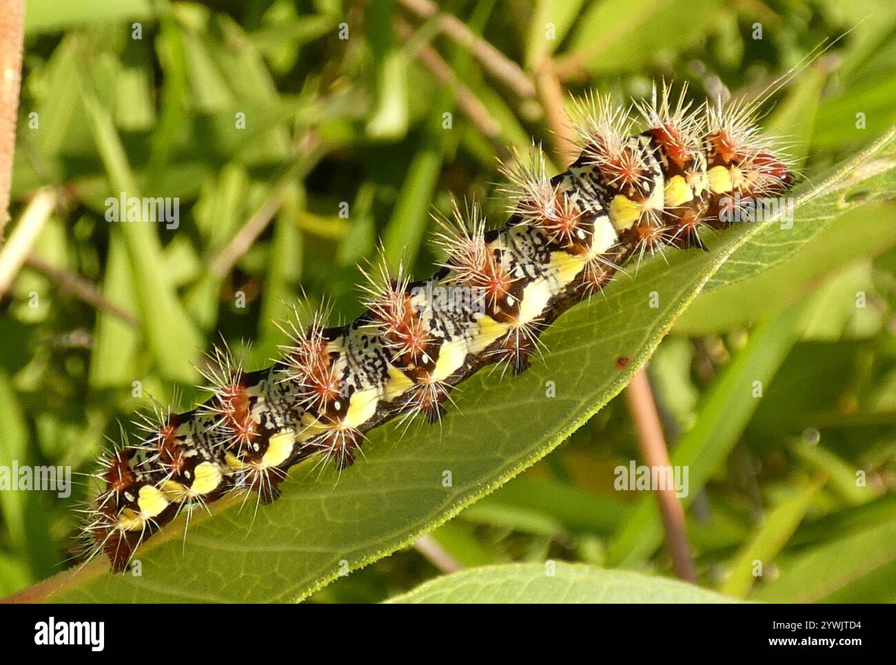 Smeared Dagger (Acronicta oblinita Stock Photo - Alamy