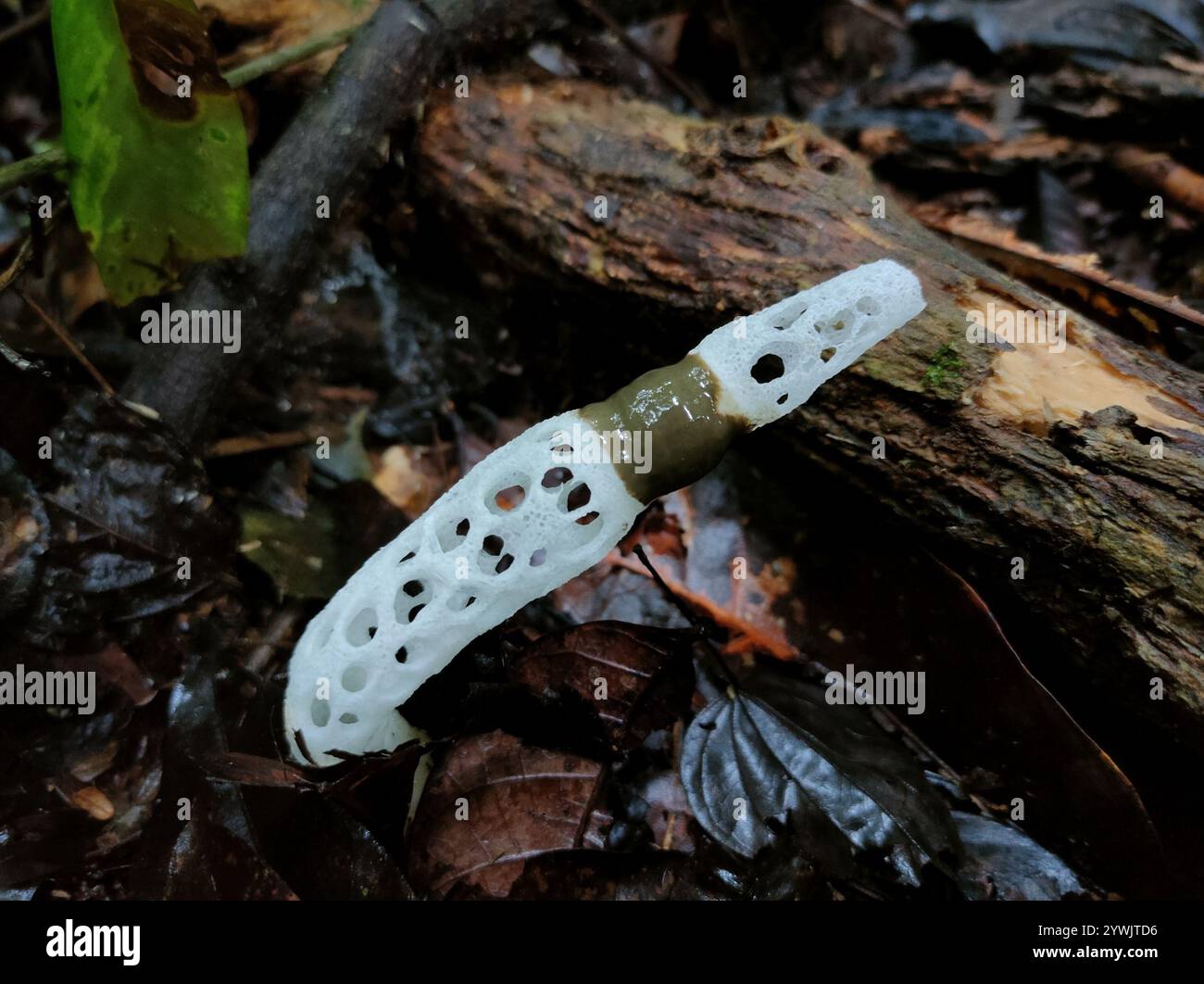 Staheliomyces cinctus hi-res stock photography and images - Alamy