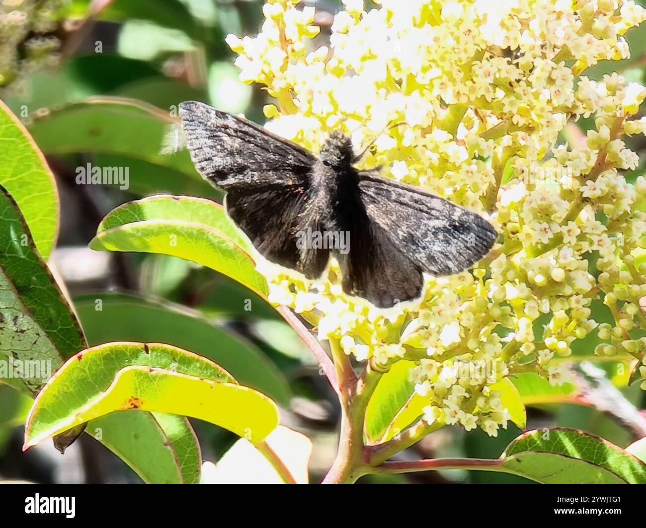 Funereal Duskywing (Erynnis funeralis Stock Photo - Alamy