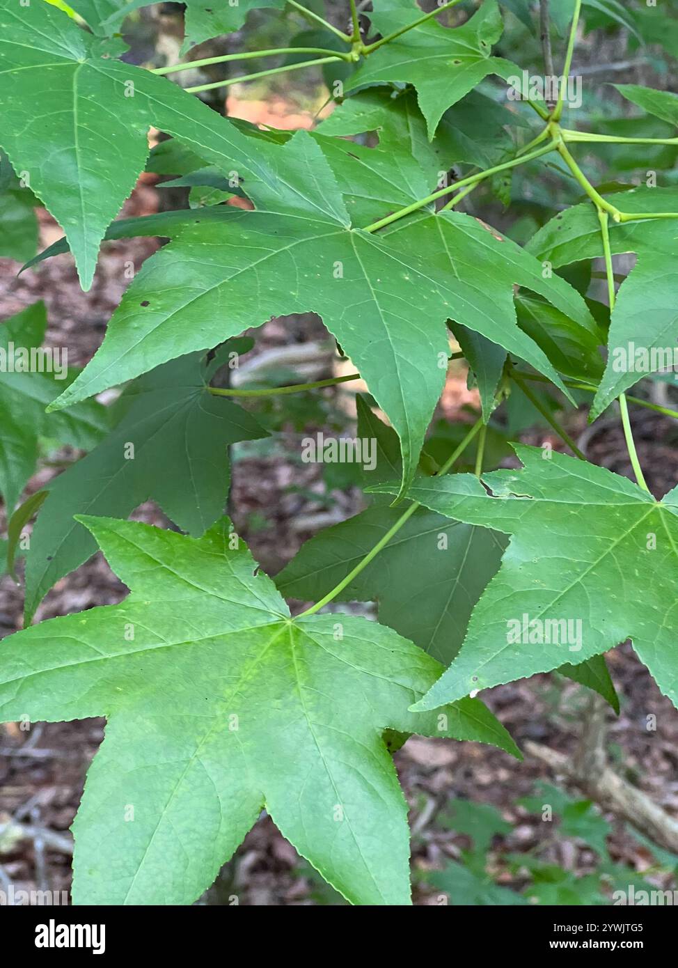American sweetgum (Liquidambar styraciflua Stock Photo - Alamy