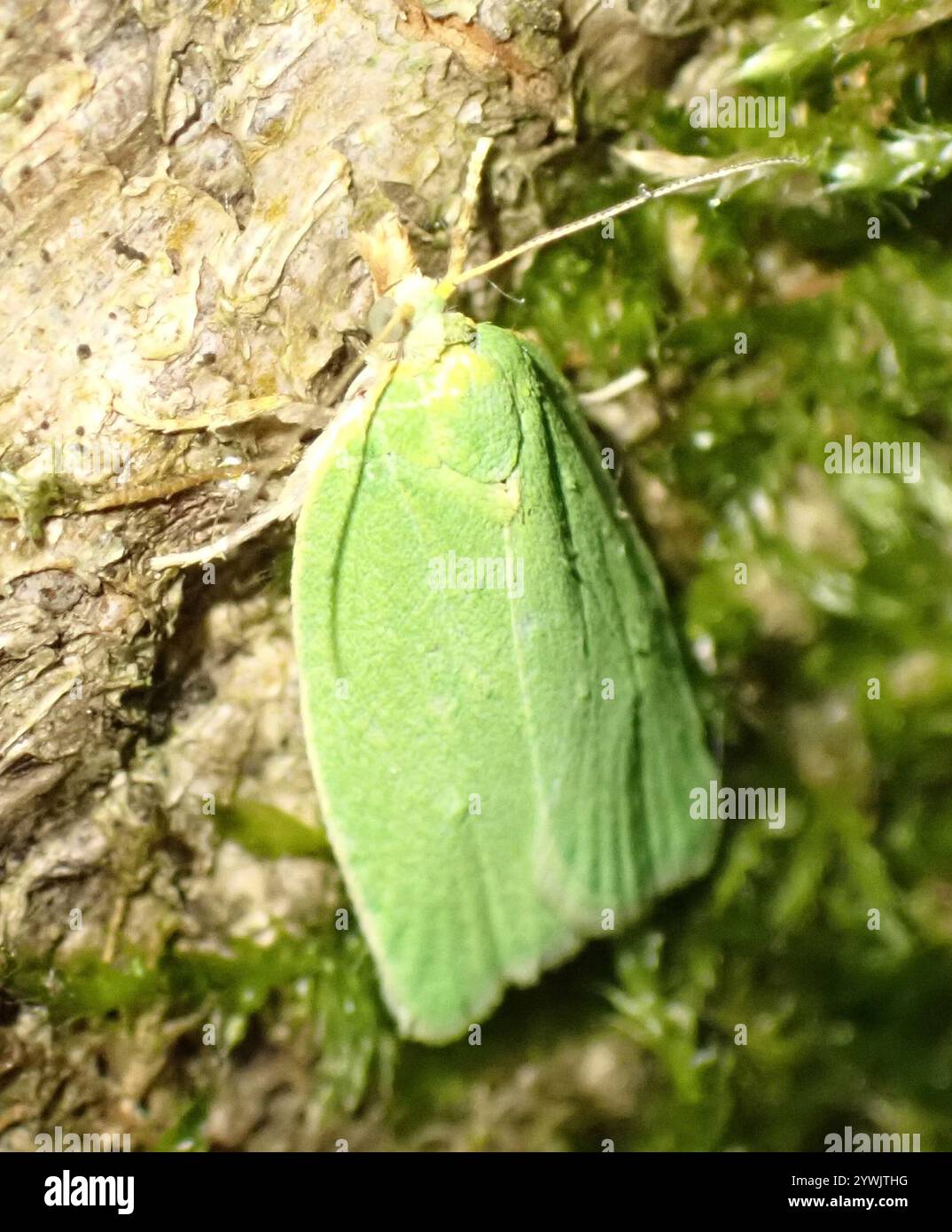 Green Oak Tortrix (Tortrix viridana Stock Photo - Alamy