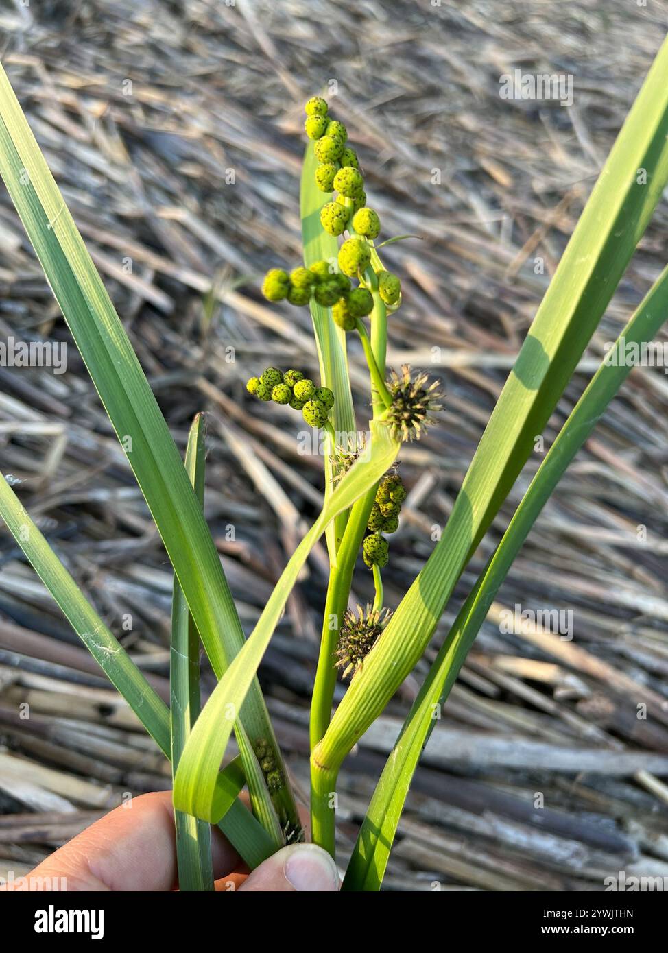 big bur-reed (Sparganium eurycarpum Stock Photo - Alamy