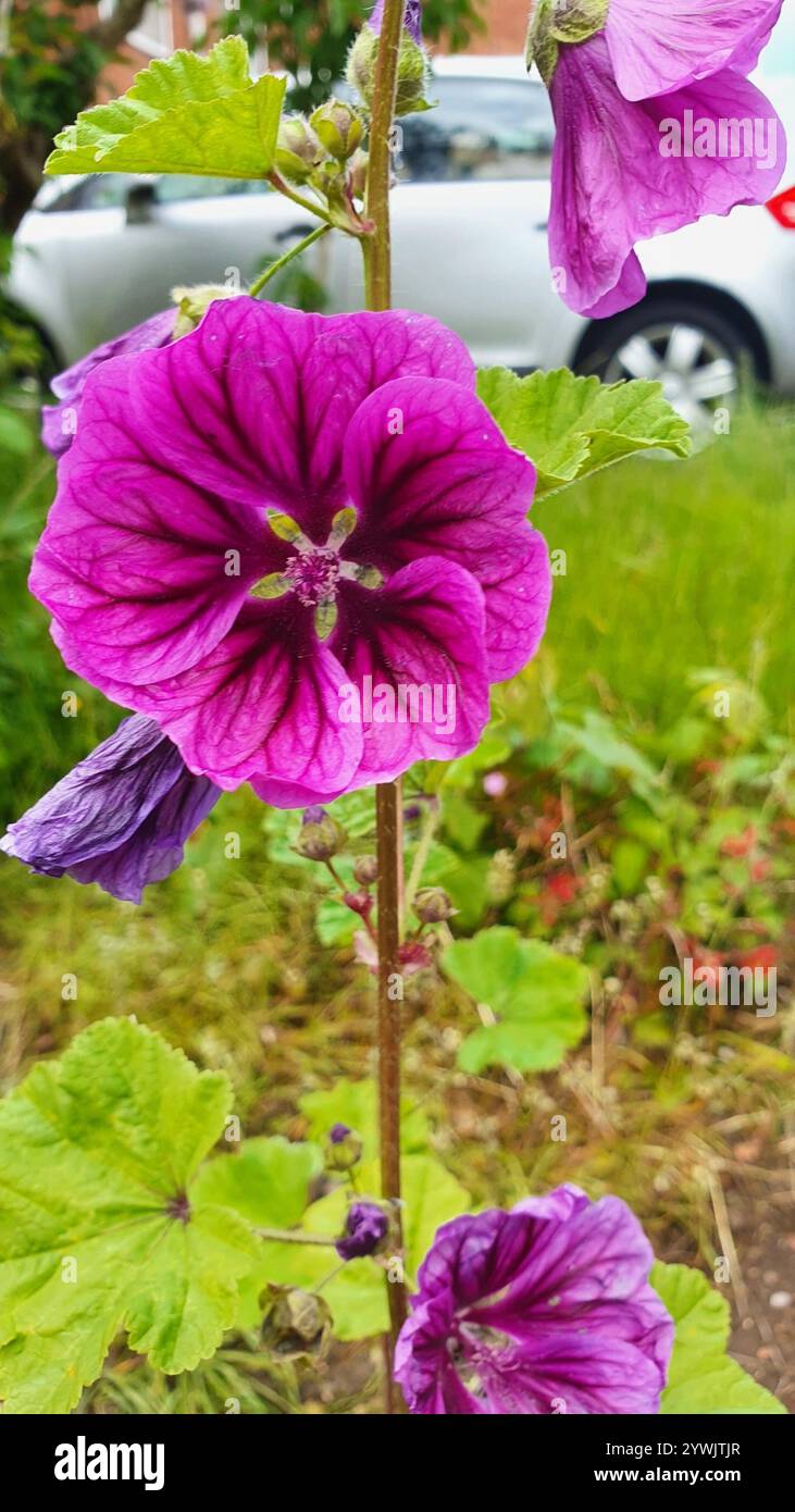Common Mallow (Malva sylvestris Stock Photo - Alamy