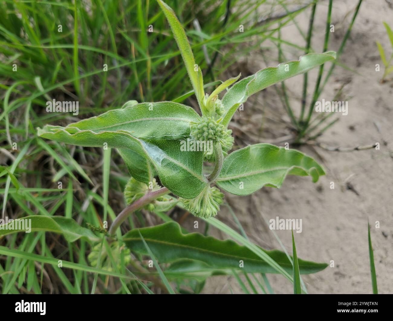 green comet milkweed (Asclepias viridiflora Stock Photo - Alamy