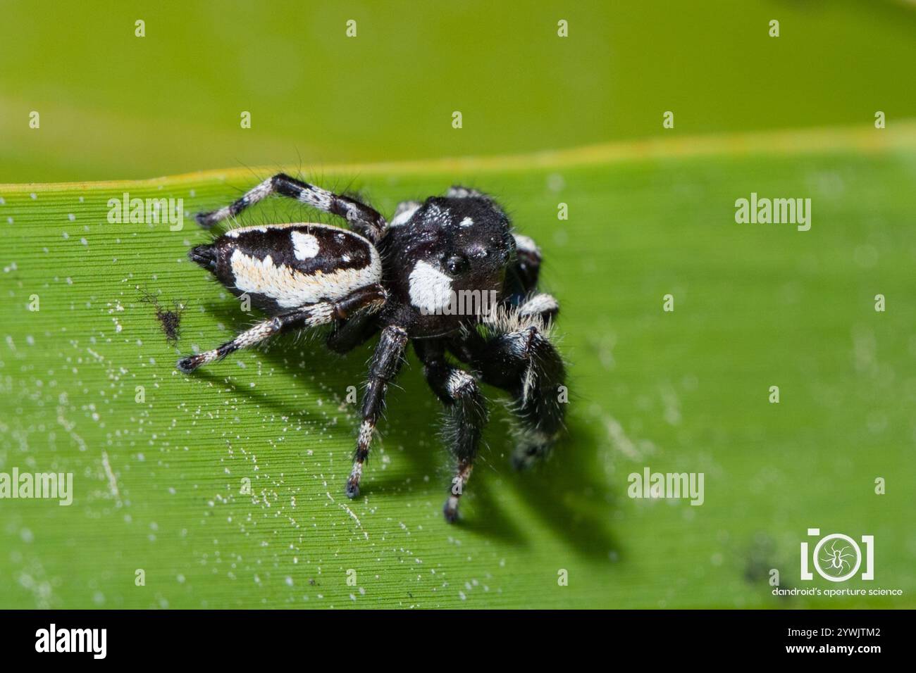 Workman's Jumping Spider (Phidippus workmani Stock Photo - Alamy