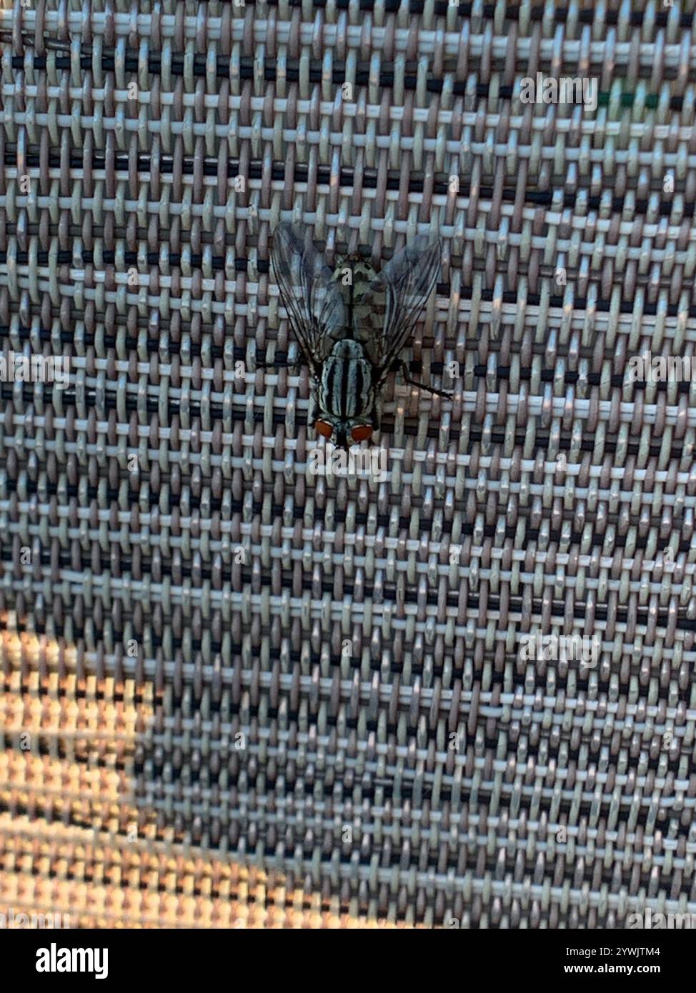 Common Flesh Flies (Sarcophaga Stock Photo - Alamy