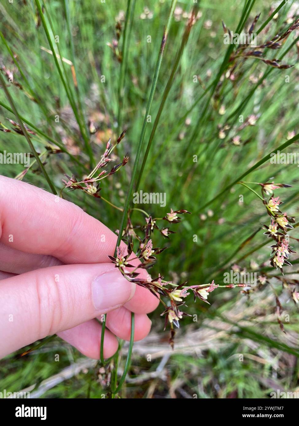 Baltic Rush (Juncus balticus Stock Photo - Alamy
