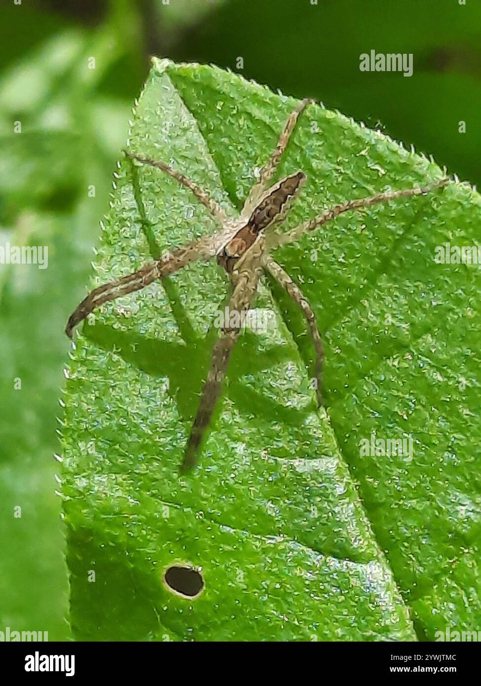 American Nursery Web Spider (Pisaurina mira Stock Photo - Alamy