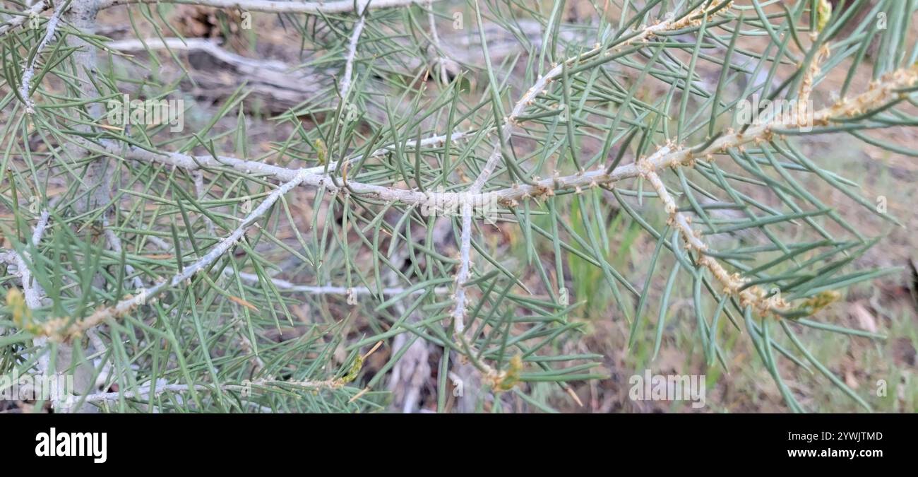 singleleaf pinyon (Pinus monophylla Stock Photo - Alamy