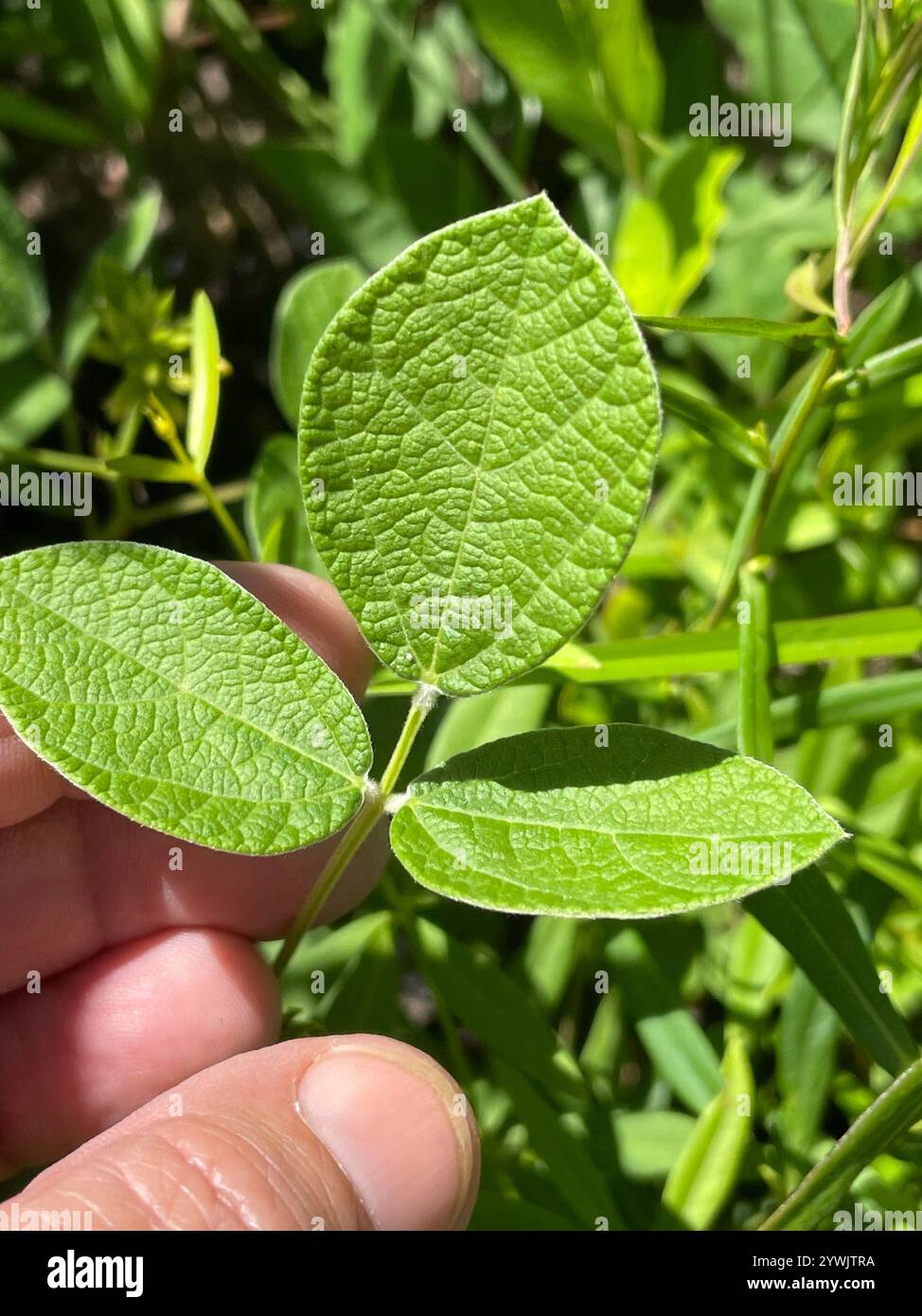 Twining Snoutbean (Rhynchosia tomentosa Stock Photo - Alamy