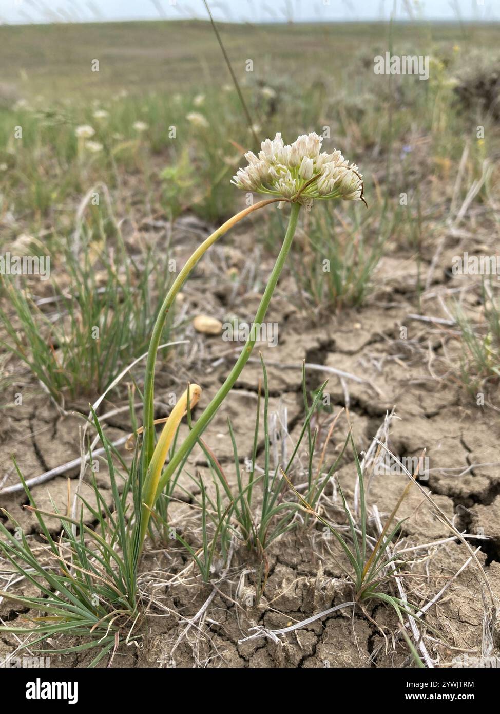Textile onion (Allium textile Stock Photo - Alamy