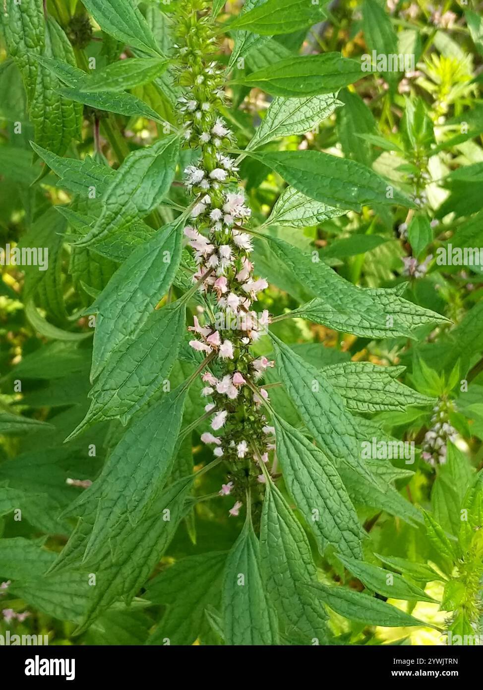 common motherwort (Leonurus cardiaca Stock Photo - Alamy