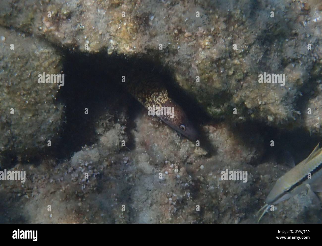 Mediterranean Moray (Muraena helena Stock Photo - Alamy