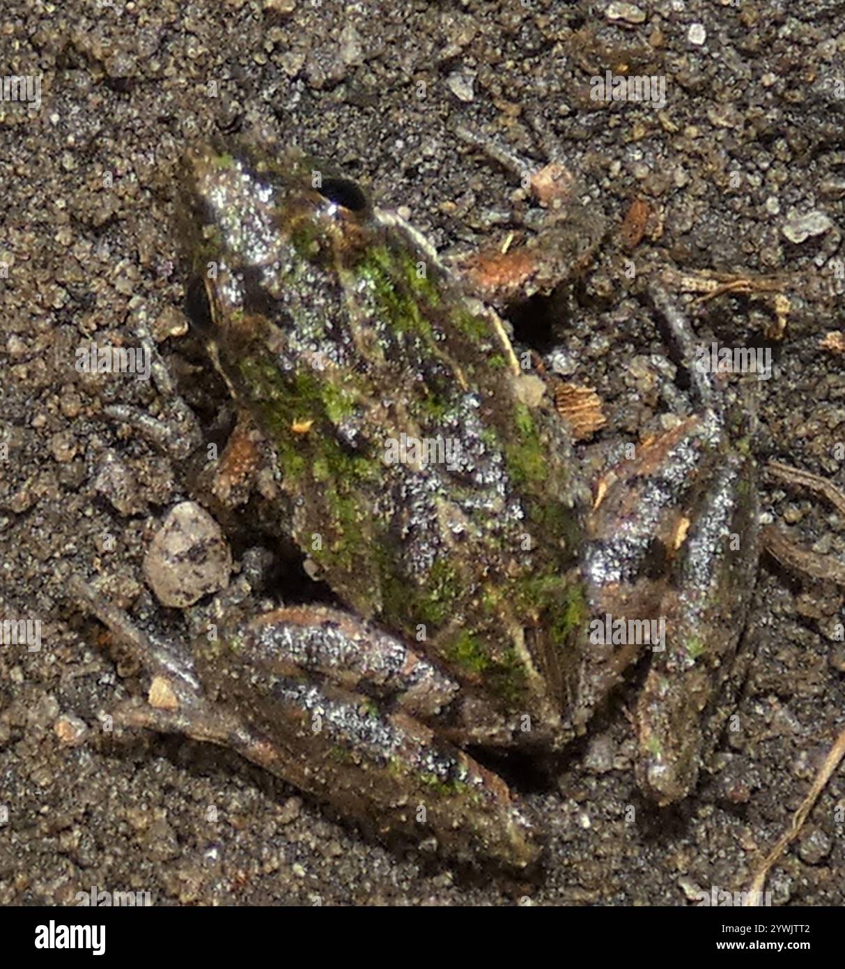 Southern Cricket Frog (Acris gryllus Stock Photo - Alamy