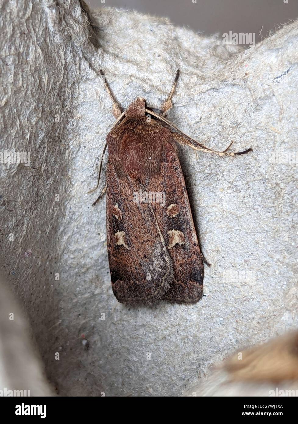 Small Square-spot (Diarsia rubi Stock Photo - Alamy