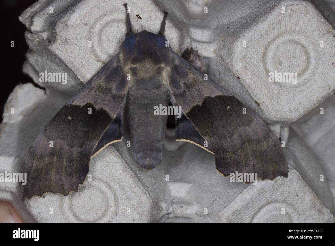 Modest Sphinx (Pachysphinx modesta Stock Photo - Alamy