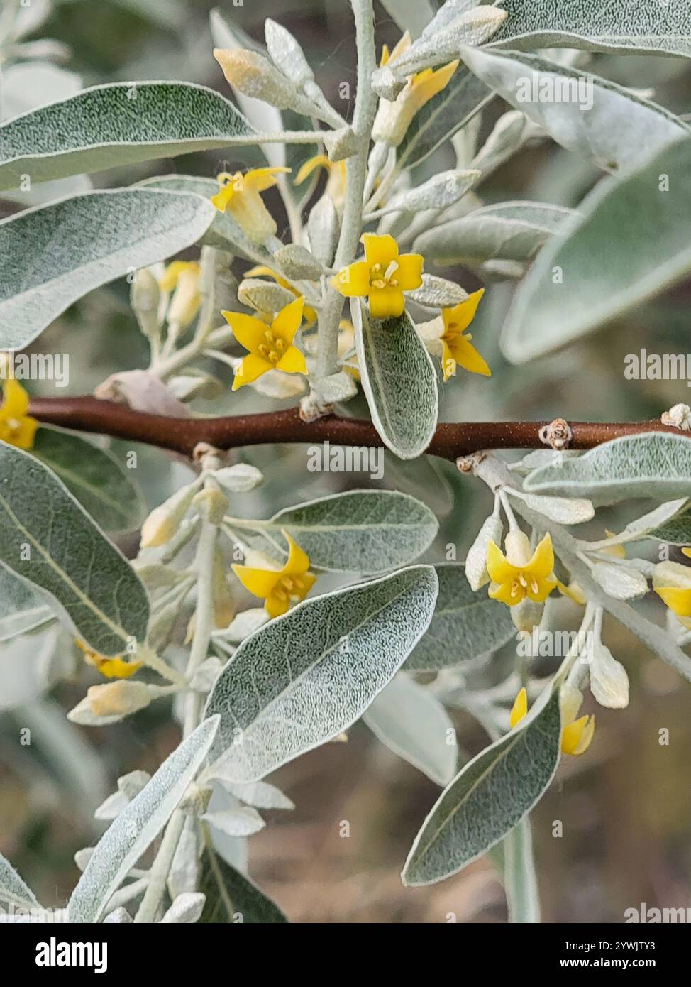 Russian olive (Elaeagnus angustifolia Stock Photo - Alamy