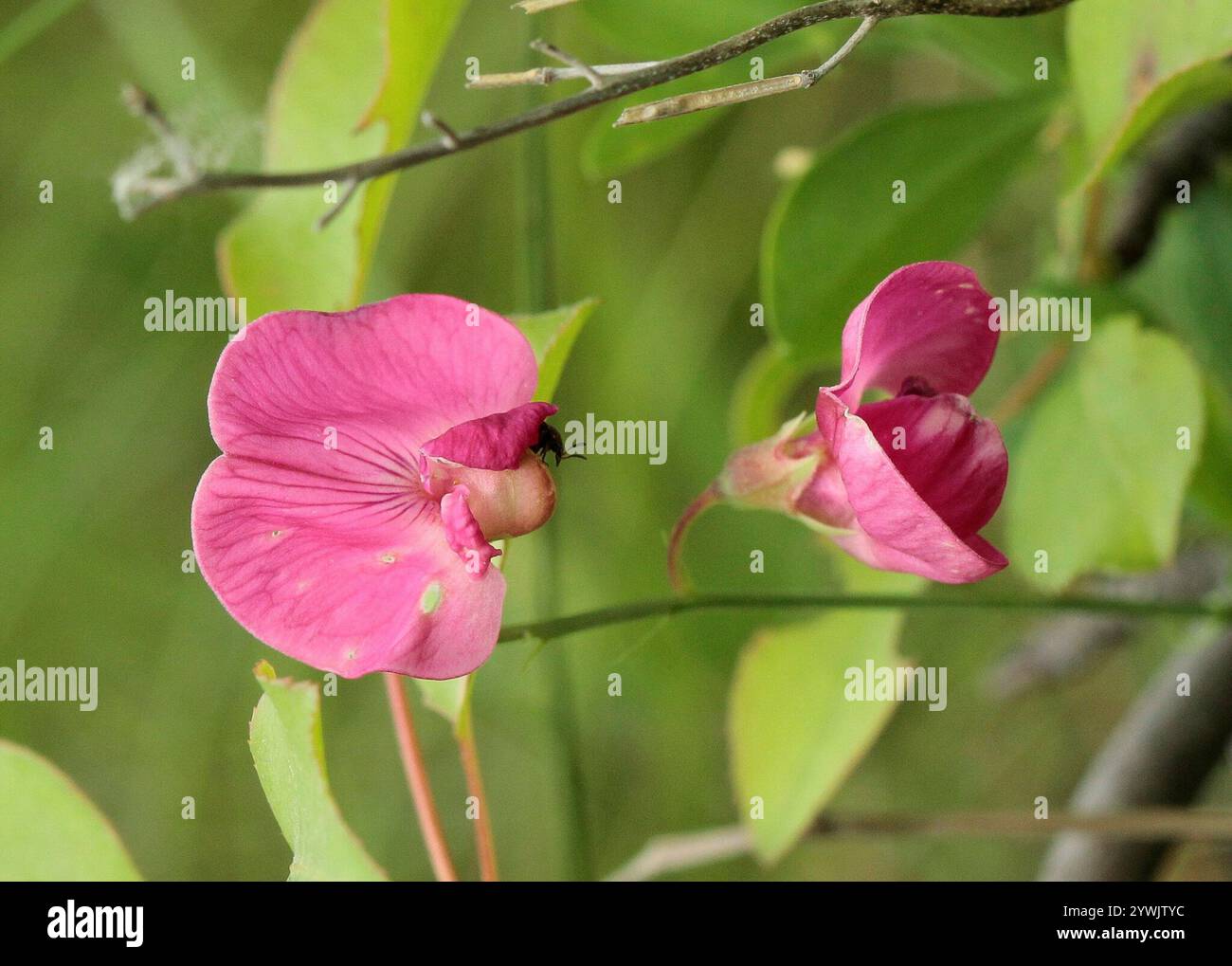 tuberous pea (Lathyrus tuberosus Stock Photo - Alamy