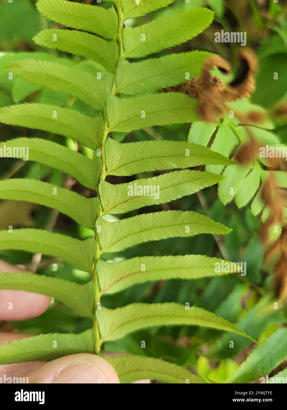 Christmas fern (Polystichum acrostichoides Stock Photo - Alamy
