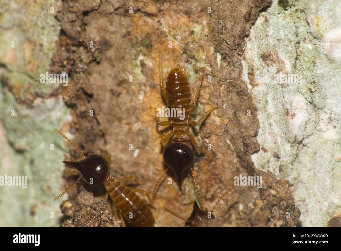 Conehead Termites (Nasutitermes Stock Photo - Alamy