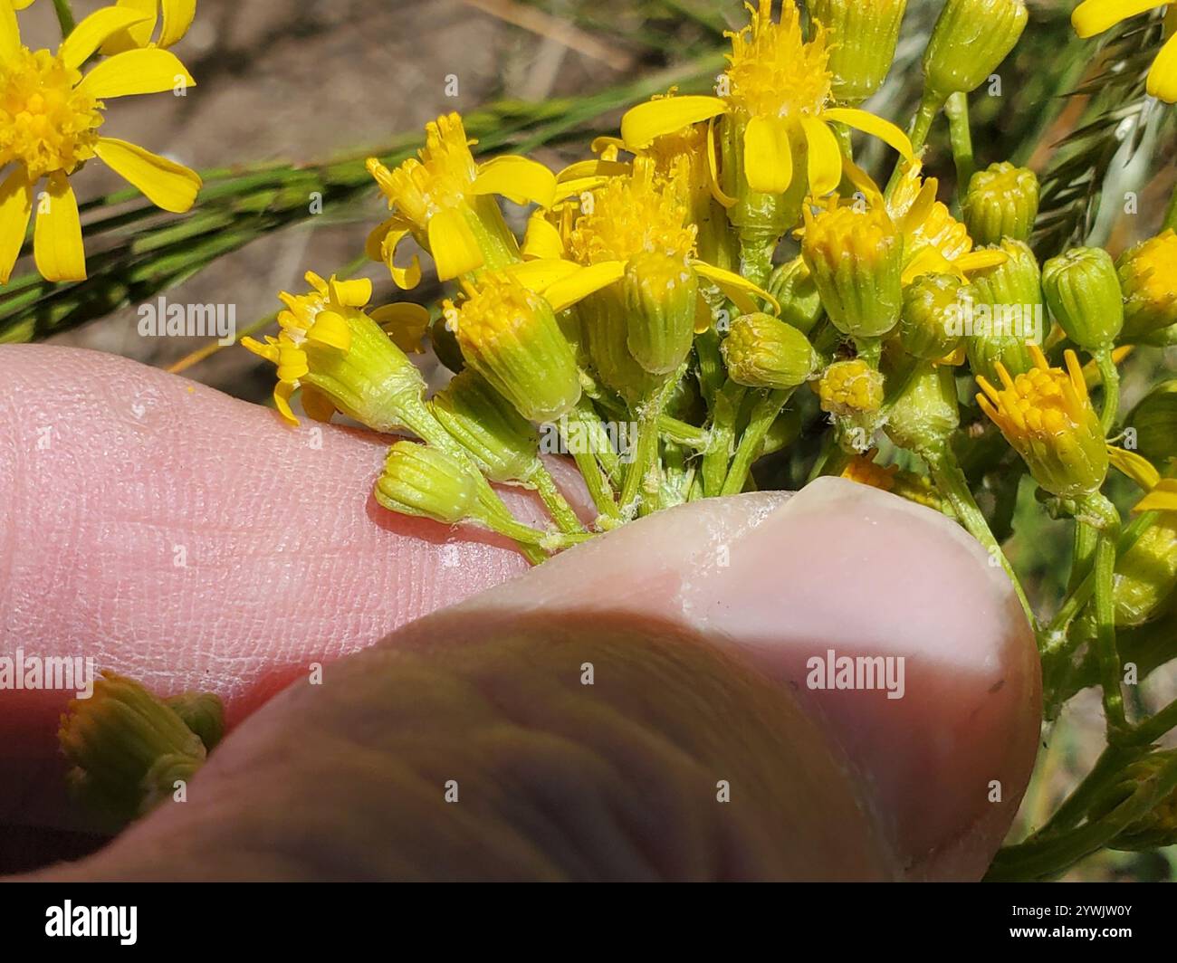 Packera multilobata hi-res stock photography and images - Alamy