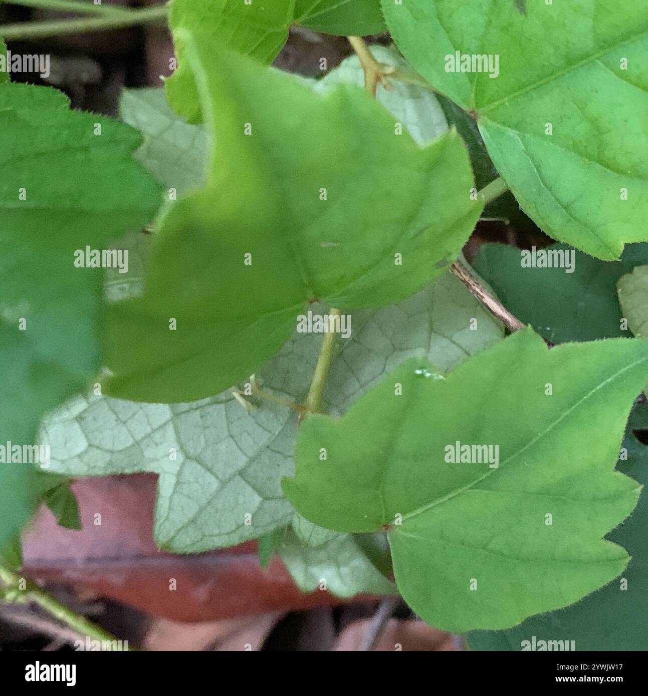 grape family (Vitaceae Stock Photo - Alamy