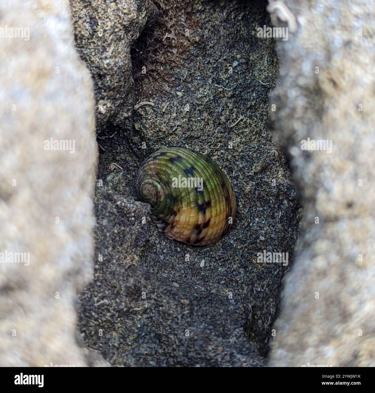 Bleeding Tooth Nerite (Nerita peloronta Stock Photo - Alamy