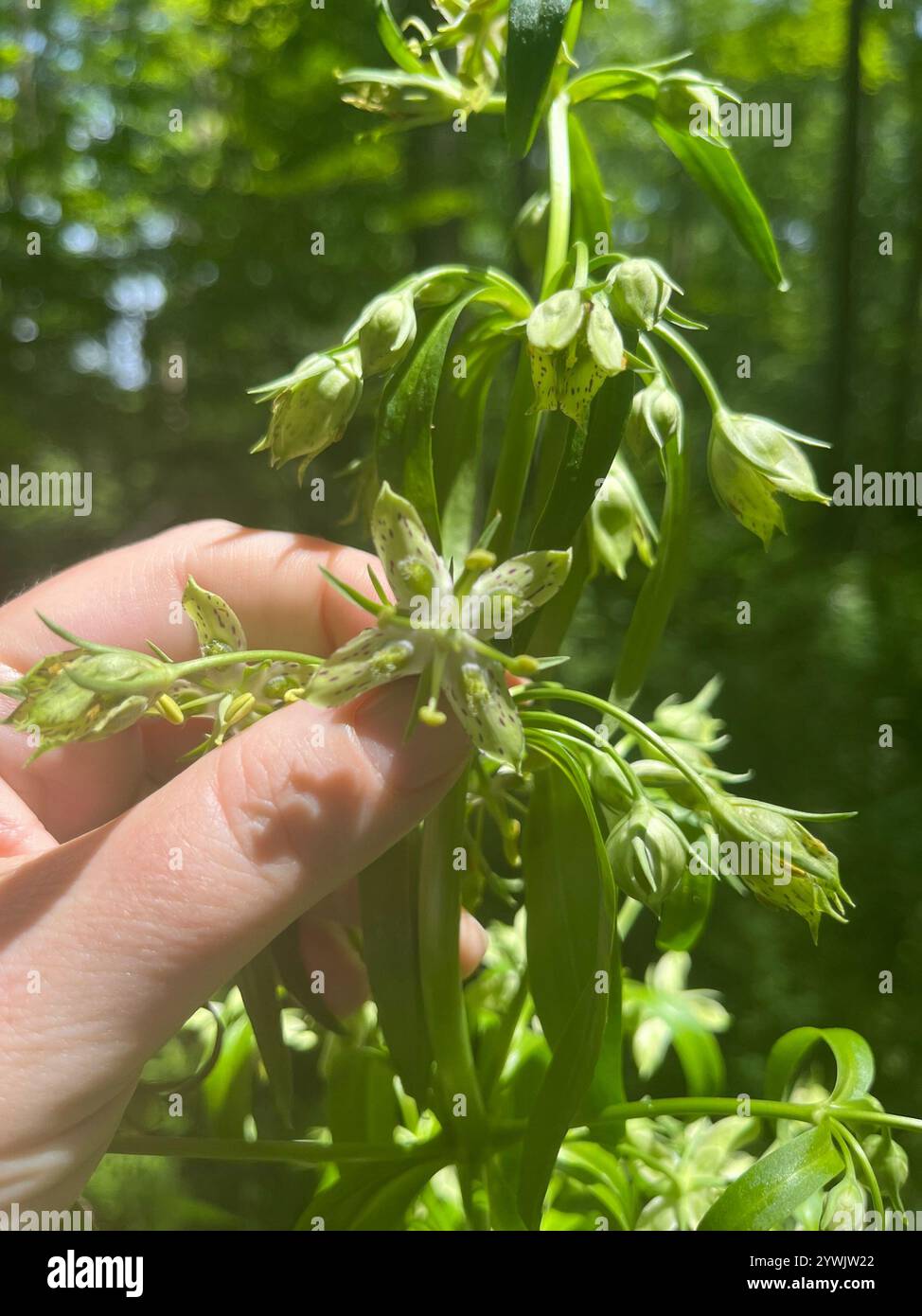 American columbo (Frasera caroliniensis Stock Photo - Alamy