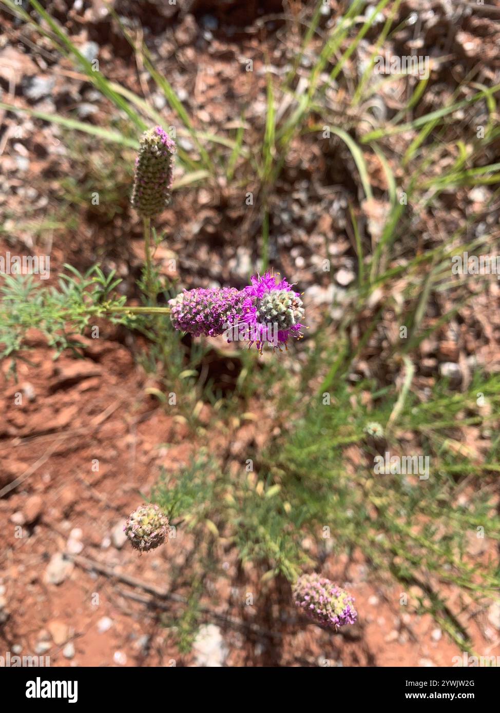 purple prairie clover (Dalea purpurea Stock Photo - Alamy