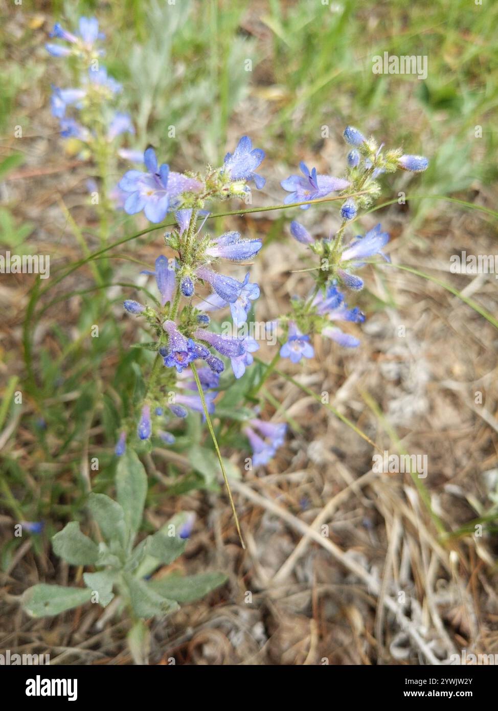 Front Range Beardtongue (Penstemon virens Stock Photo - Alamy