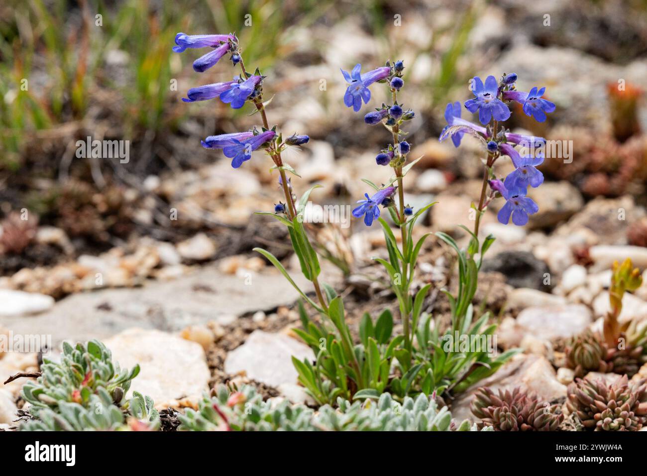 Low Beardtongue (Penstemon humilis Stock Photo - Alamy