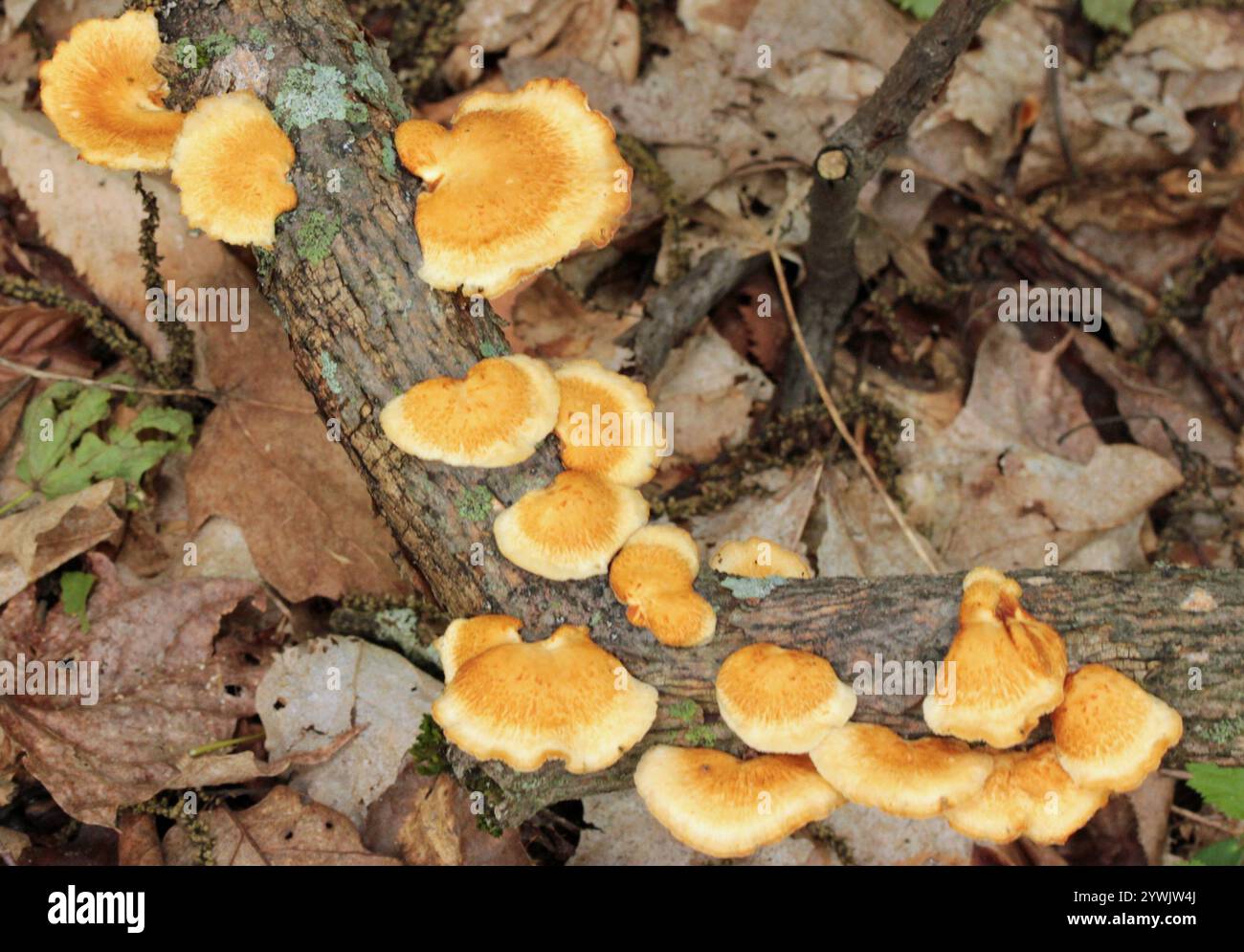 hexagonal-pored polypore (Neofavolus alveolaris Stock Photo - Alamy