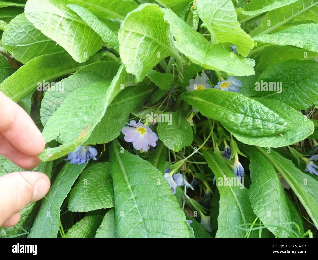 (Primula vulgaris rubra Stock Photo - Alamy