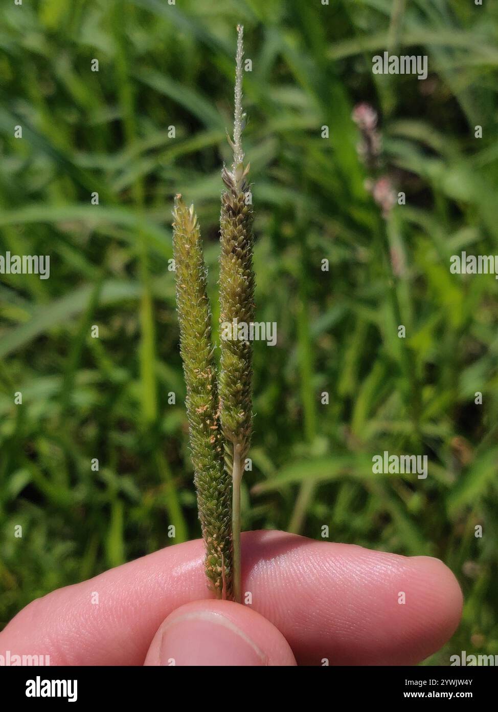 Foxtail grasses (Alopecurus Stock Photo - Alamy