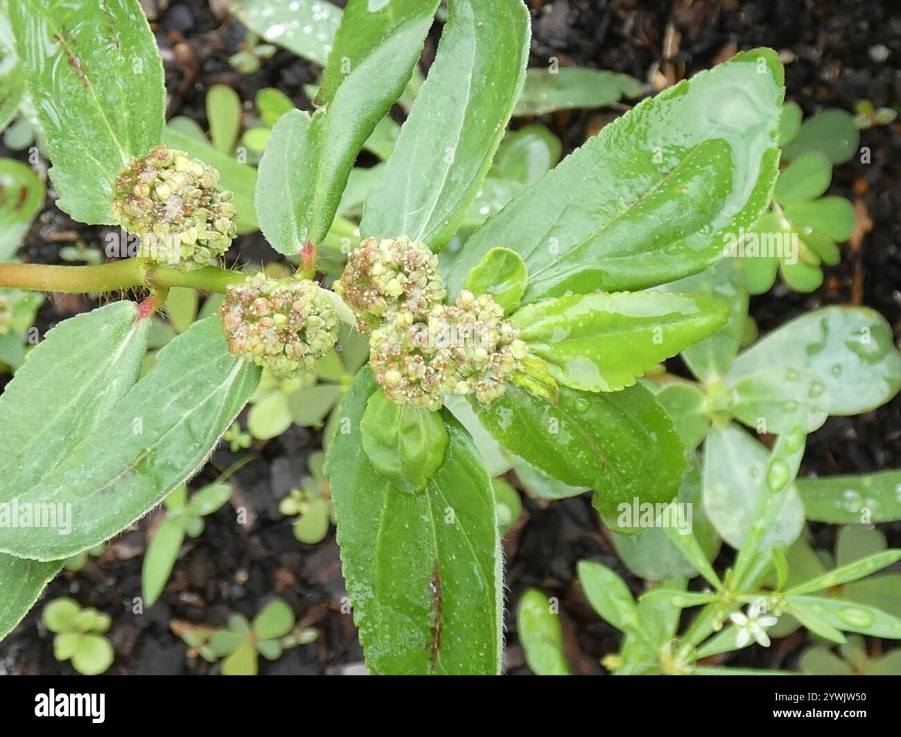 Asthma plant (Euphorbia hirta Stock Photo - Alamy