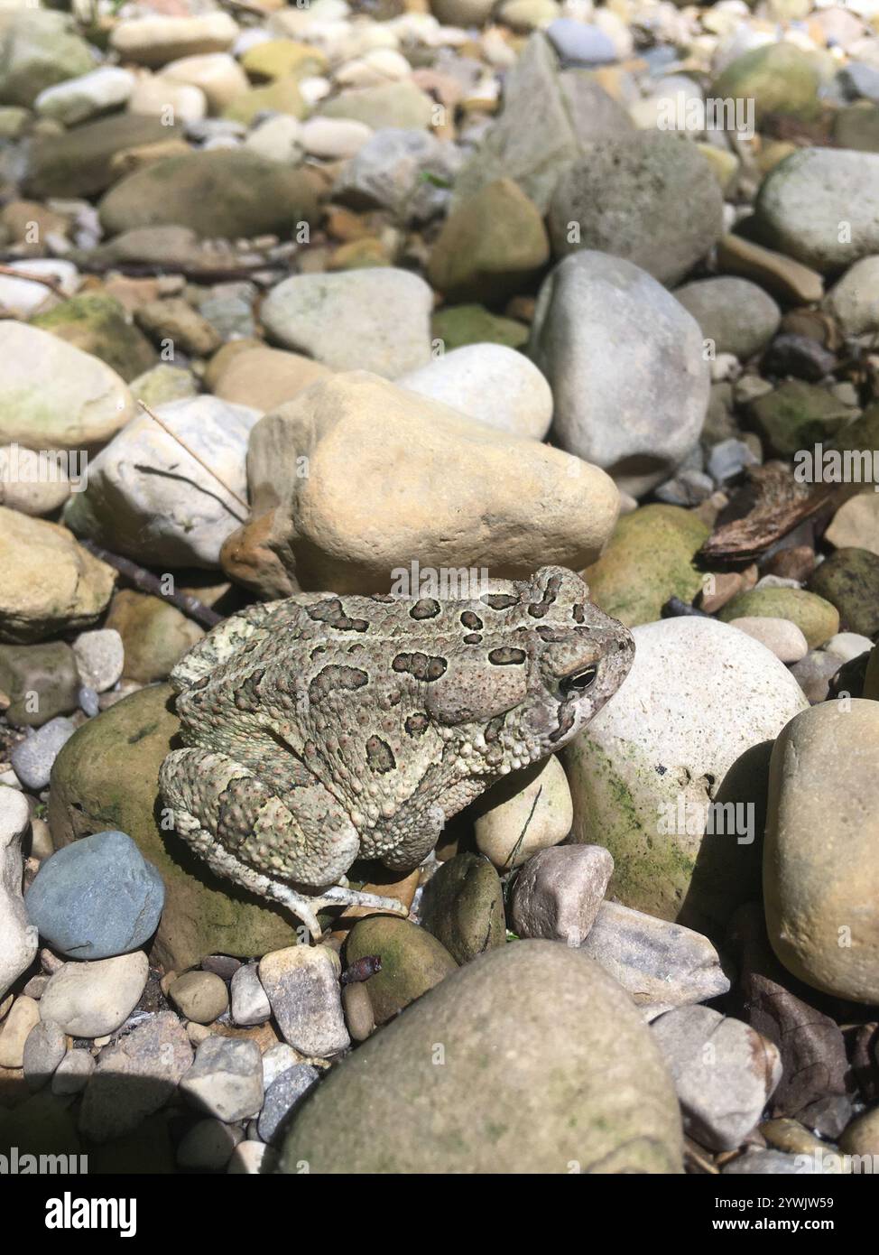 Fowler's Toad (Anaxyrus fowleri Stock Photo - Alamy