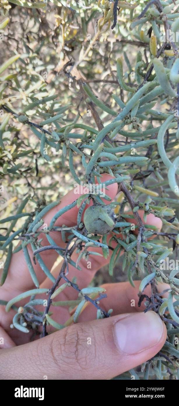 Jume (Suaeda divaricata Stock Photo - Alamy