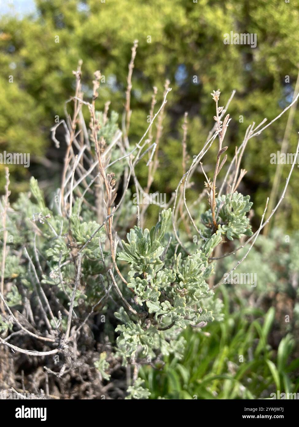 low sagebrush (Artemisia arbuscula Stock Photo - Alamy