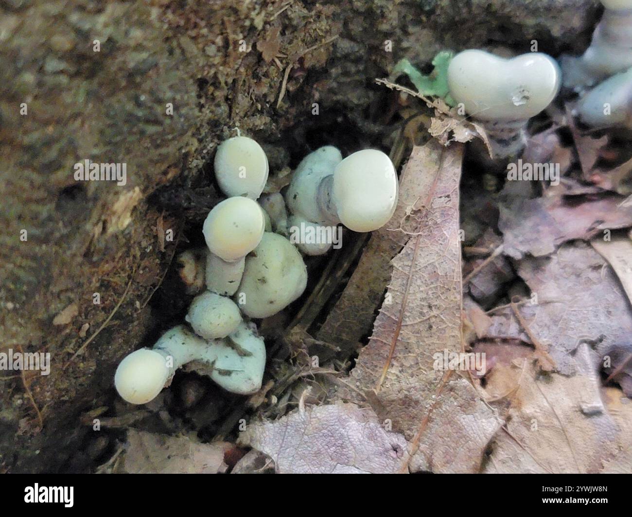 dead man's fingers (Xylaria polymorpha Stock Photo - Alamy