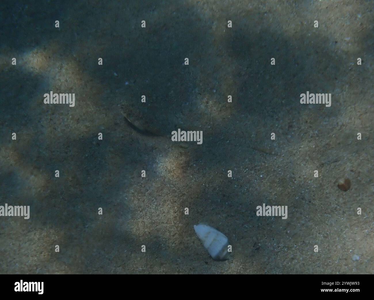 Atlantic Lizardfish (Synodus saurus Stock Photo - Alamy