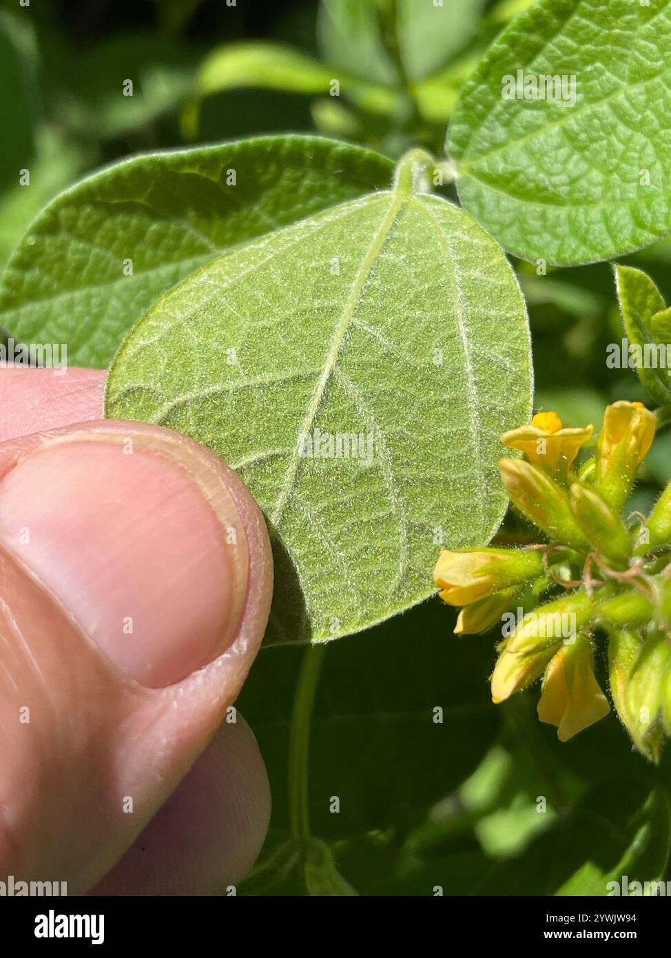 Twining Snoutbean (Rhynchosia tomentosa Stock Photo - Alamy