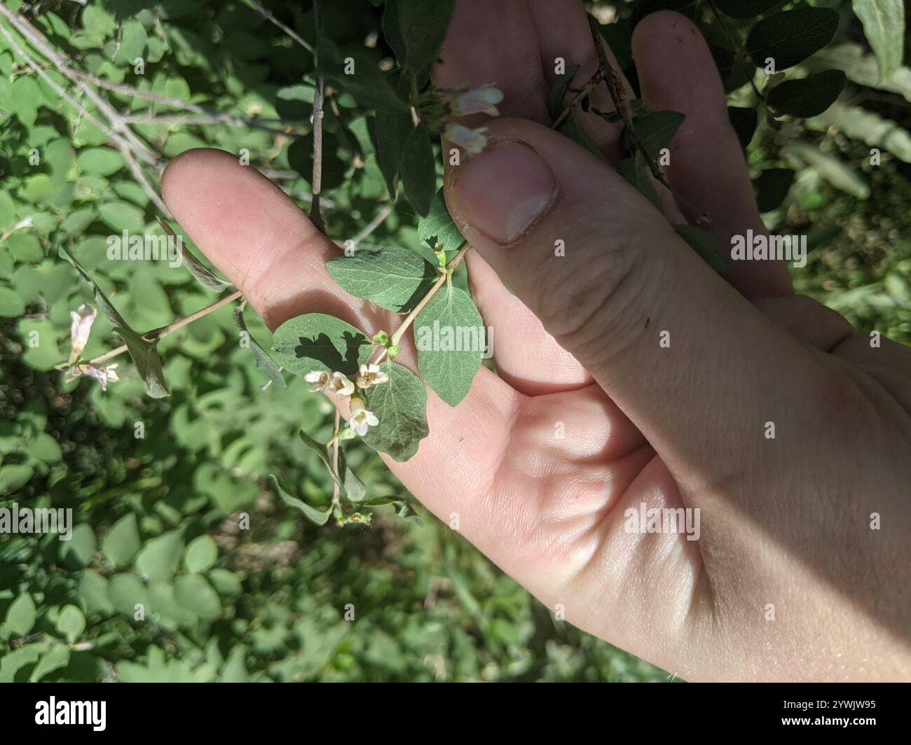 Roundleaf snowberry hi-res stock photography and images - Alamy